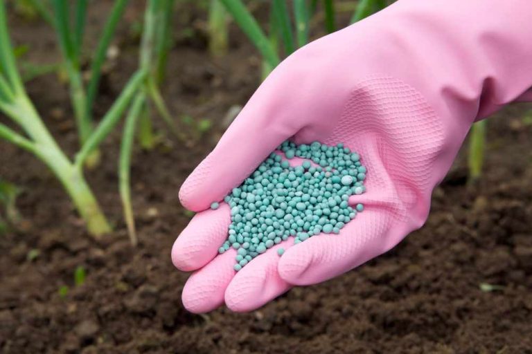 Vegetable Fertilizer Guide for Beginners: A Comprehensive Guide for ...