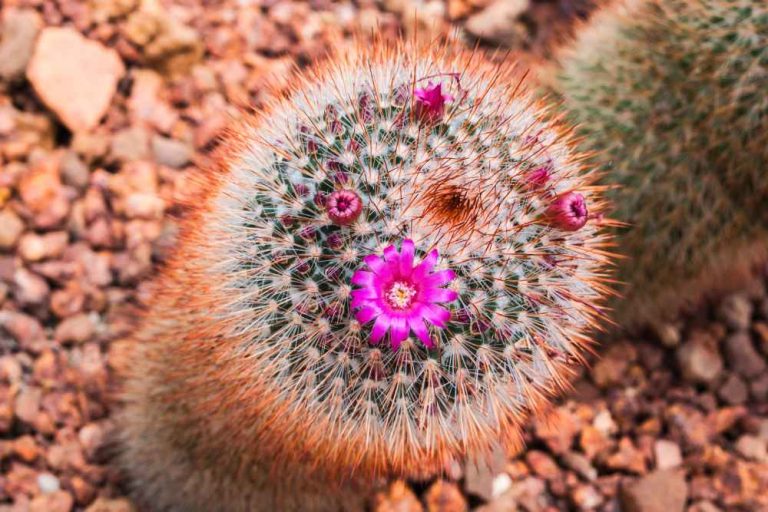 17 Best Cactus for Indoors and How to Care for Them