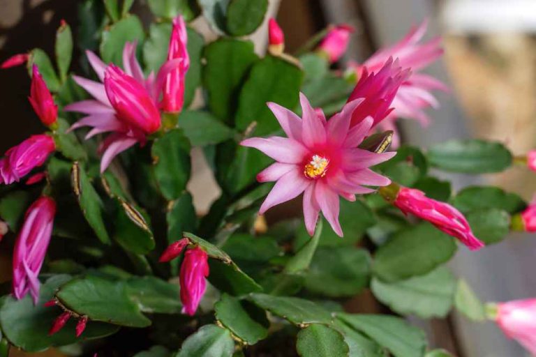 17 Best Cactus for Indoors and How to Care for Them