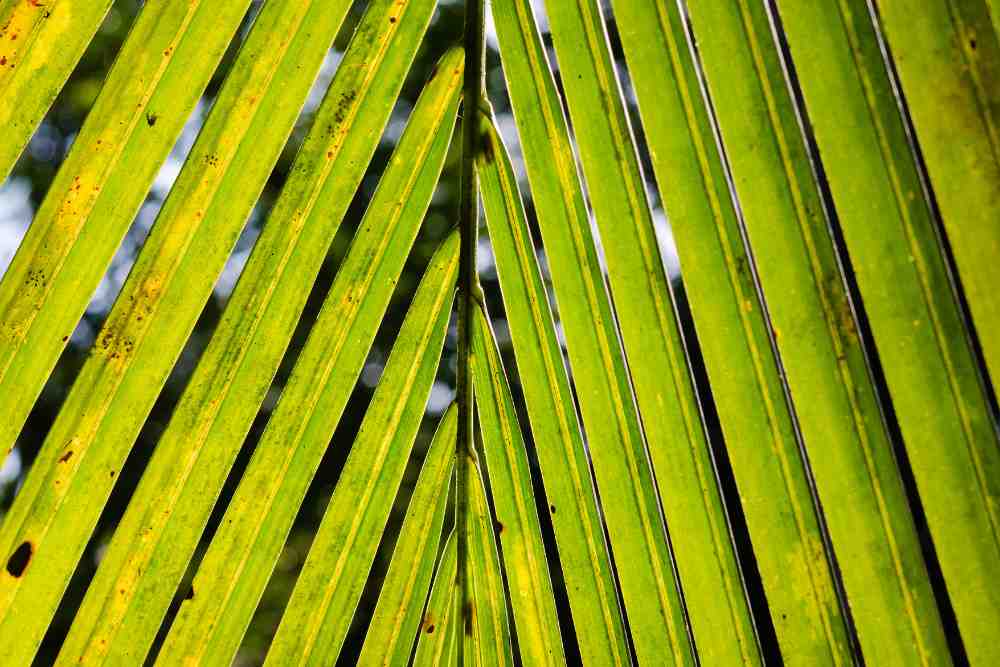 6 Coconut Tree Diseases Treatment A Comprehensive Guide