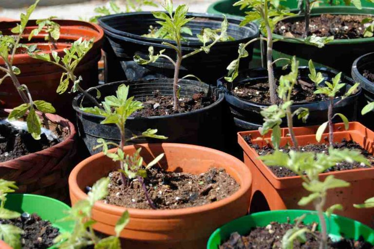 How to Protect Tomato Plants and Ensure a Bountiful Harvest ( 8 Methods)