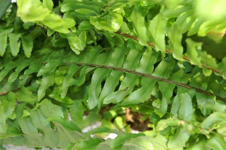 Unraveling the Beauty of Boston Fern Species: A Comprehensive Guide to ...