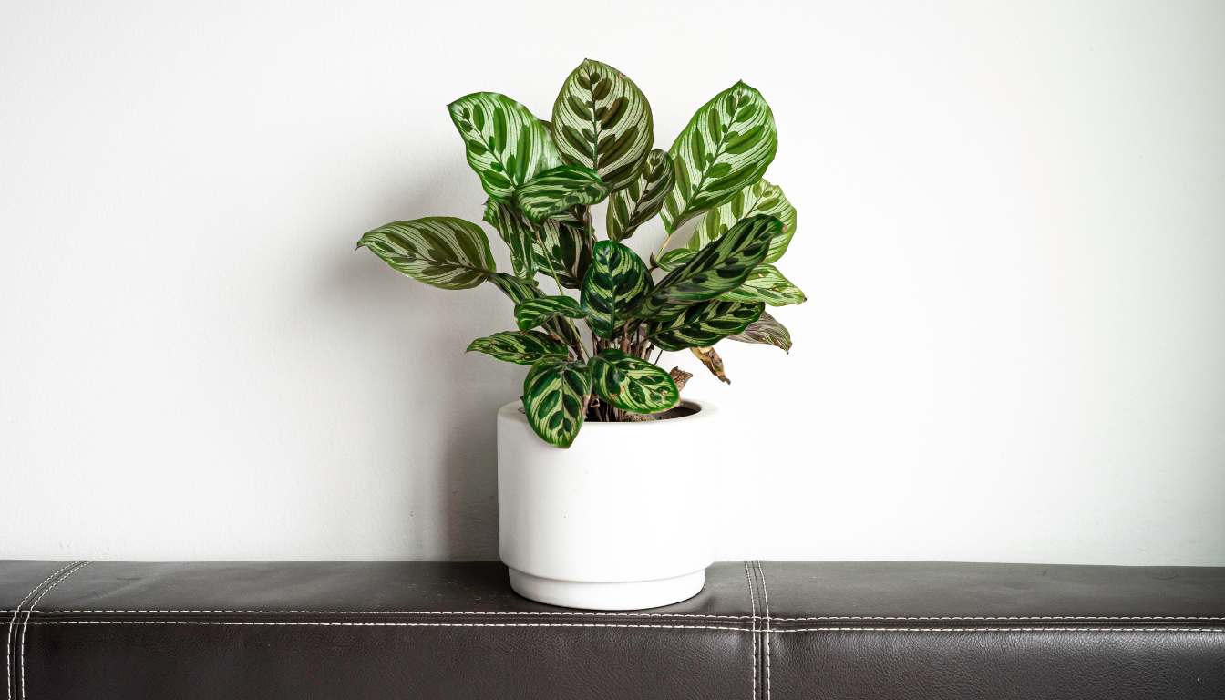 How To Propagate Calathea from Cuttings: A Step-by-Step Guide to ...
