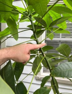A Comprehensive Guide on How To Prune a Leggy Money Tree