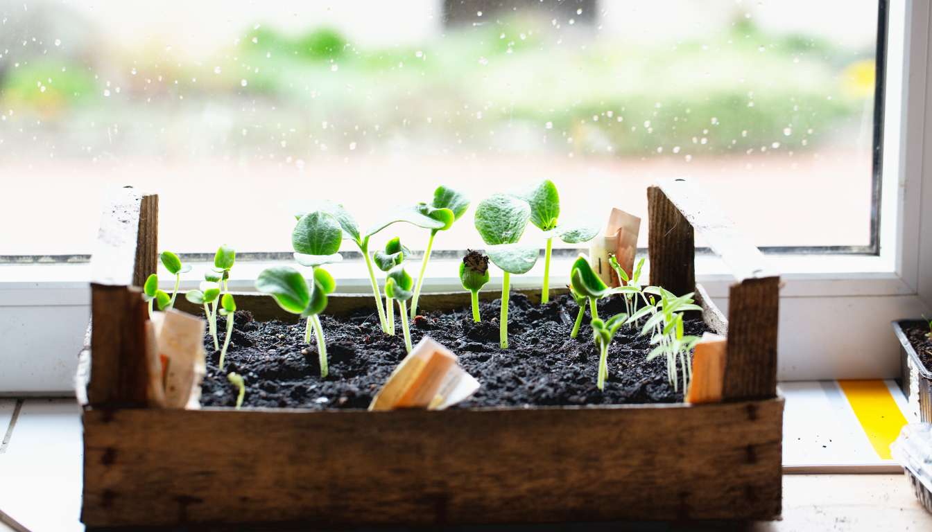 Pumpkin Plant Root System: A Comprehensive Guide