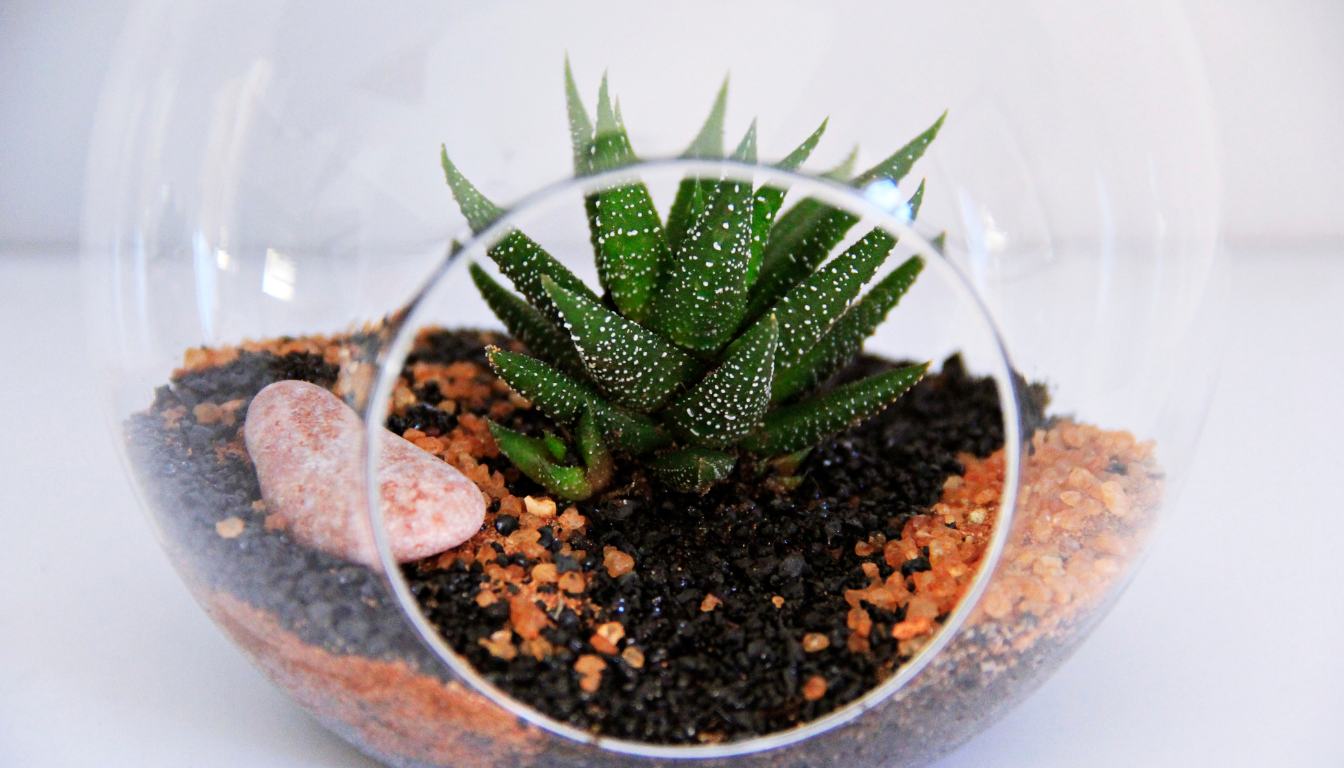 10 Top Picks Best Plants for Open Terrarium
