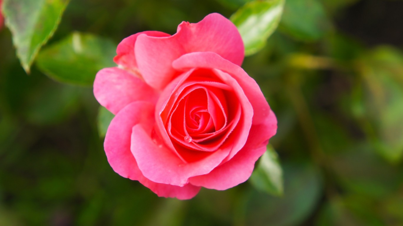 18 Rose Types and Names for Your Garden