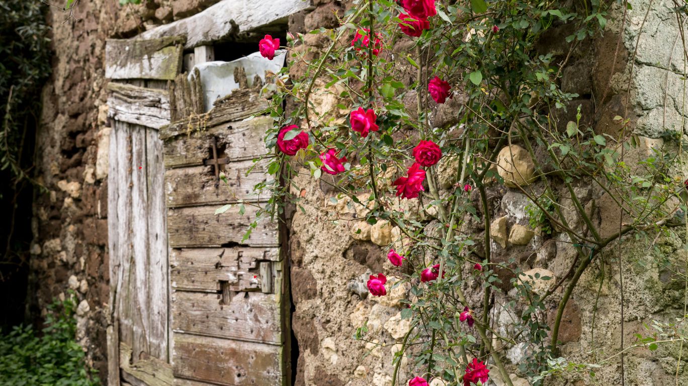 18 Rose Types and Names for Your Garden