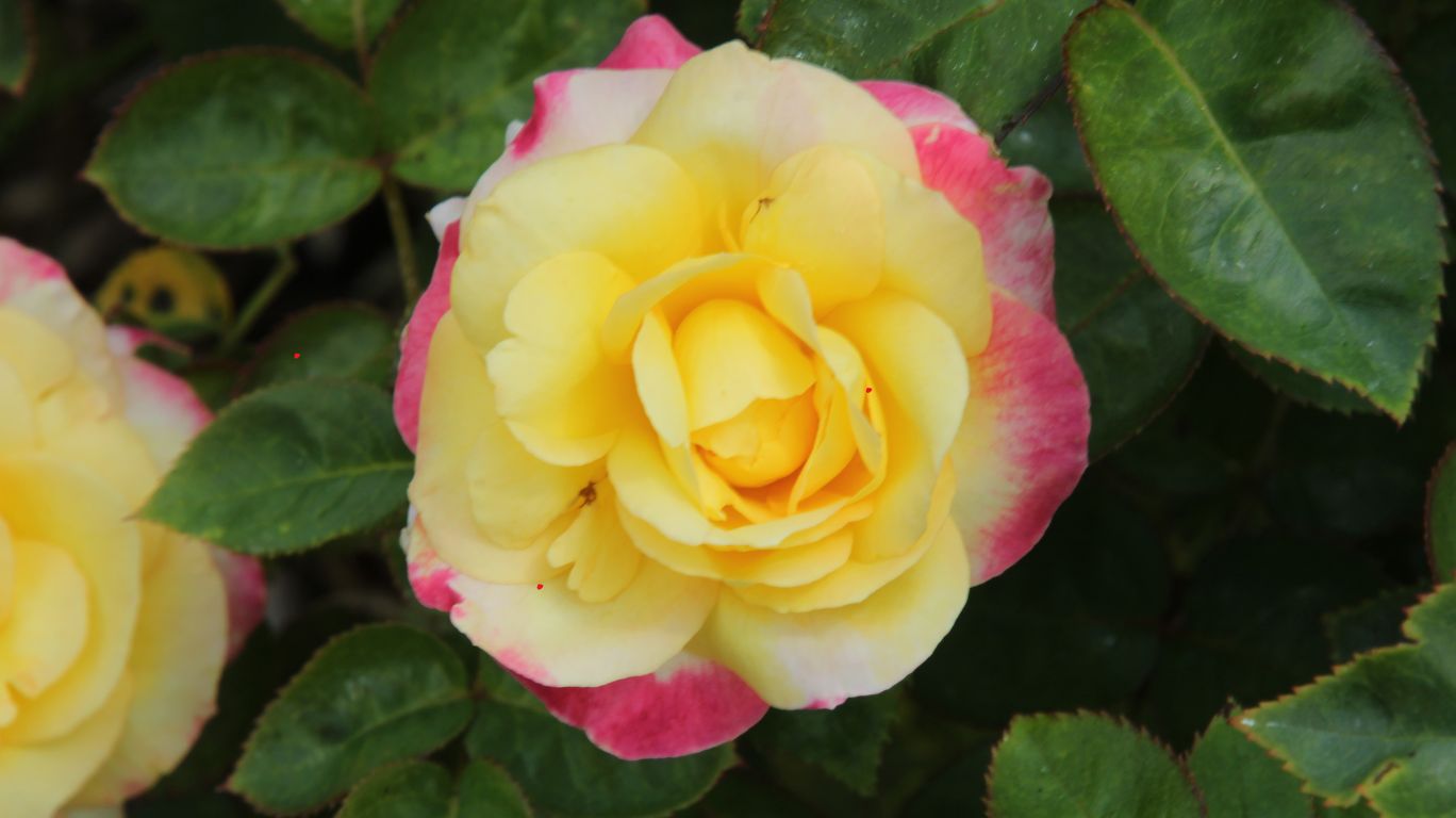 18 Rose Types and Names for Your Garden
