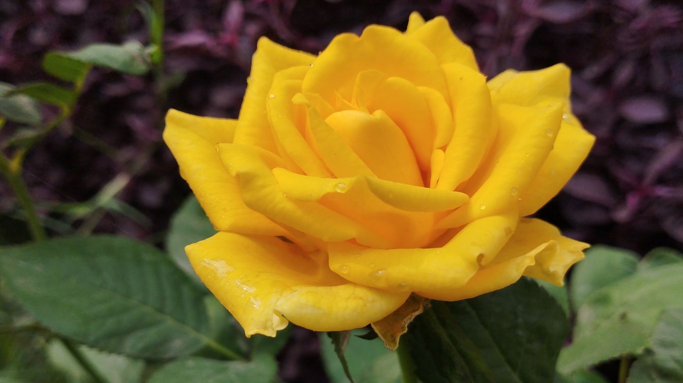 18 Rose Types and Names for Your Garden