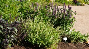 18 Creative Ideas for Stunning Garden Borders