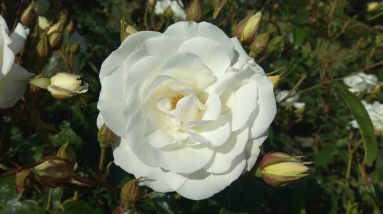 18 Rose Types and Names for Your Garden