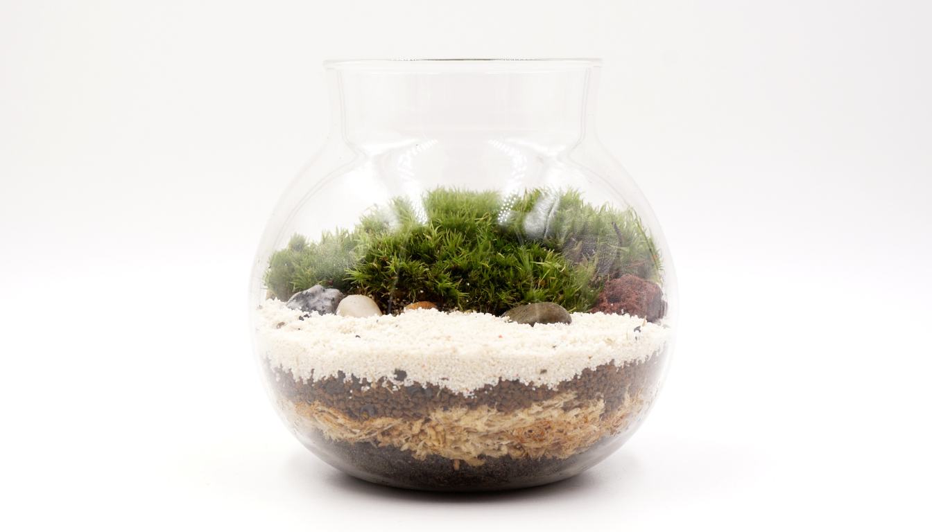 10 Top Picks Best Plants for Open Terrarium