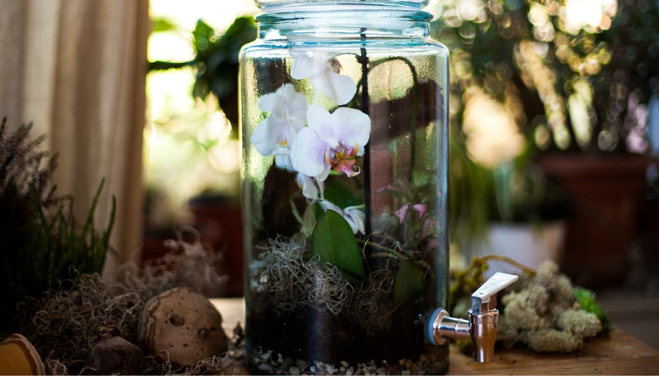 10 Top Picks Best Plants for Open Terrarium